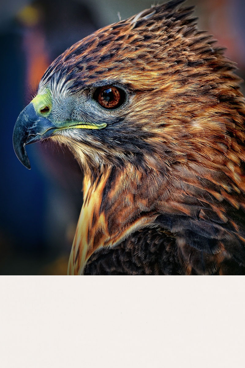 Custom Trade Show Banners & Displays | Trade Show Display Pros